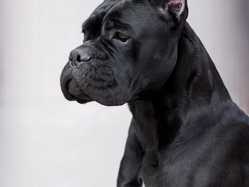 Кане корсо РКФ вязка