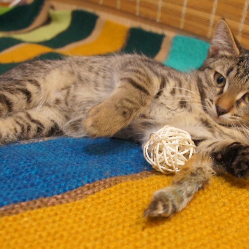 Котенок мальчик