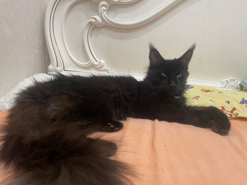 Кошка мейн-кун