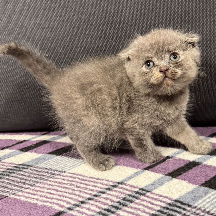 Британский короткошёрстный котёнок