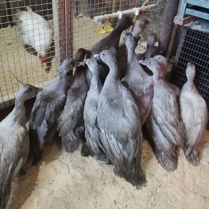 Индоутки лаванда