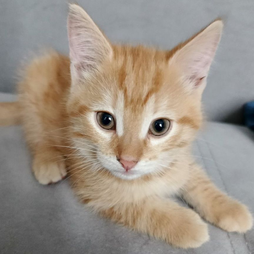 Котята бесплатно
