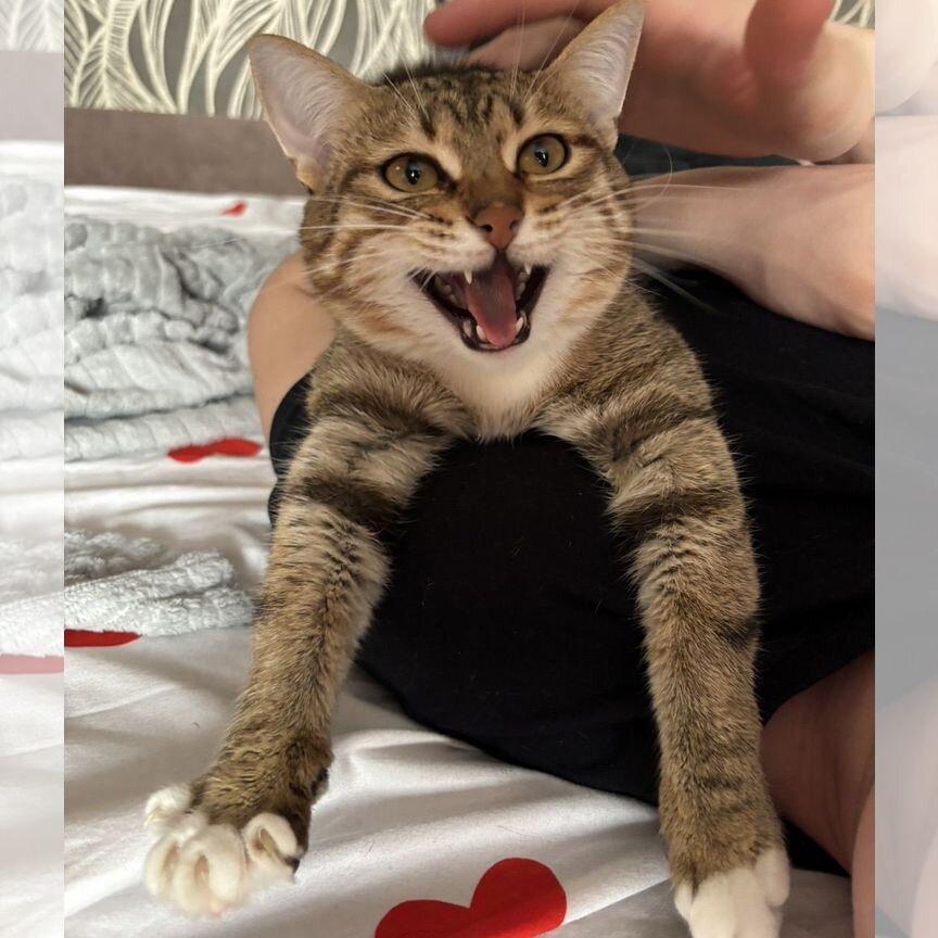 Взрослый кот в добрые руки