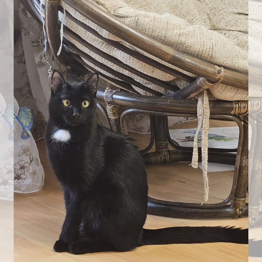 Кошка Уля