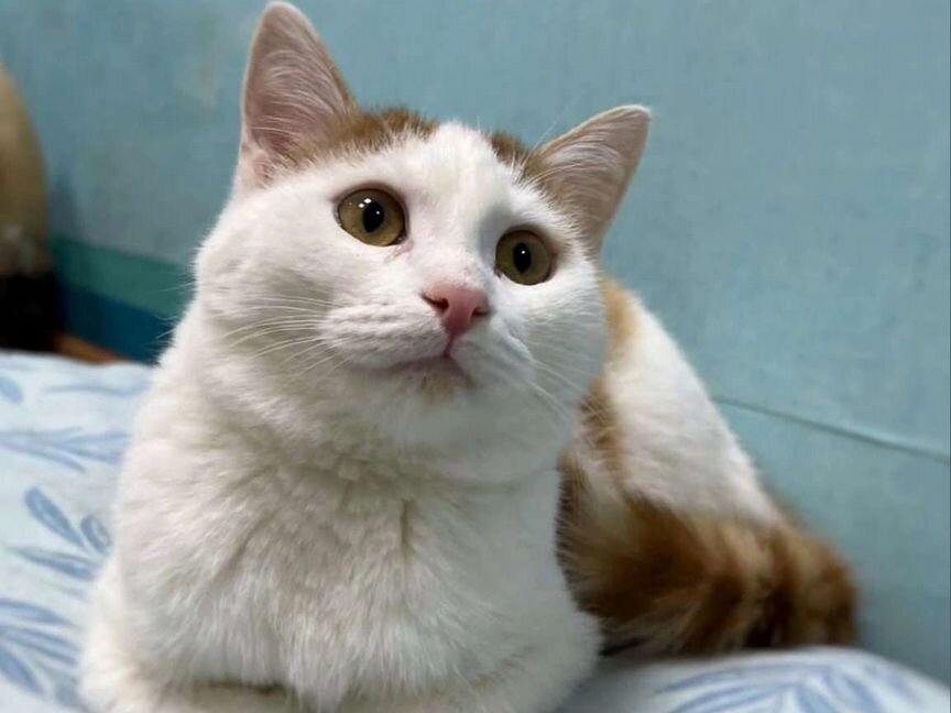Кексик