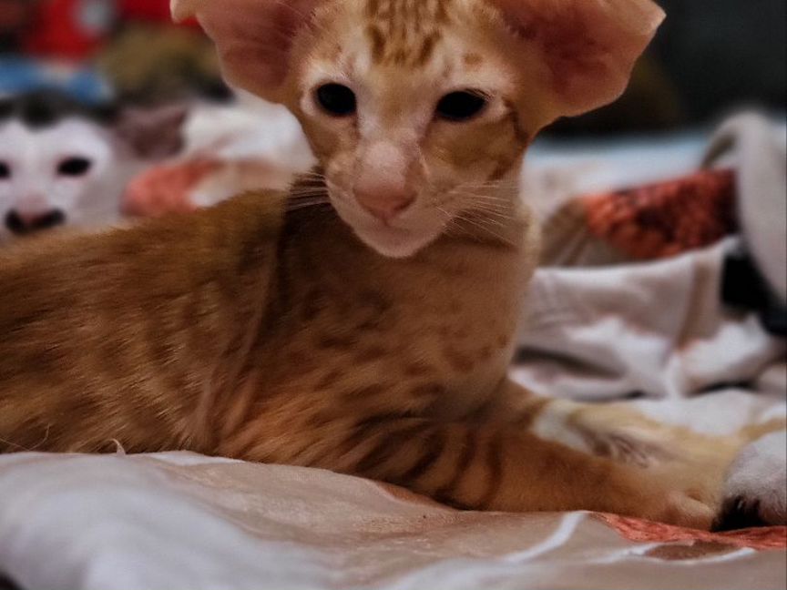 Ориентальная