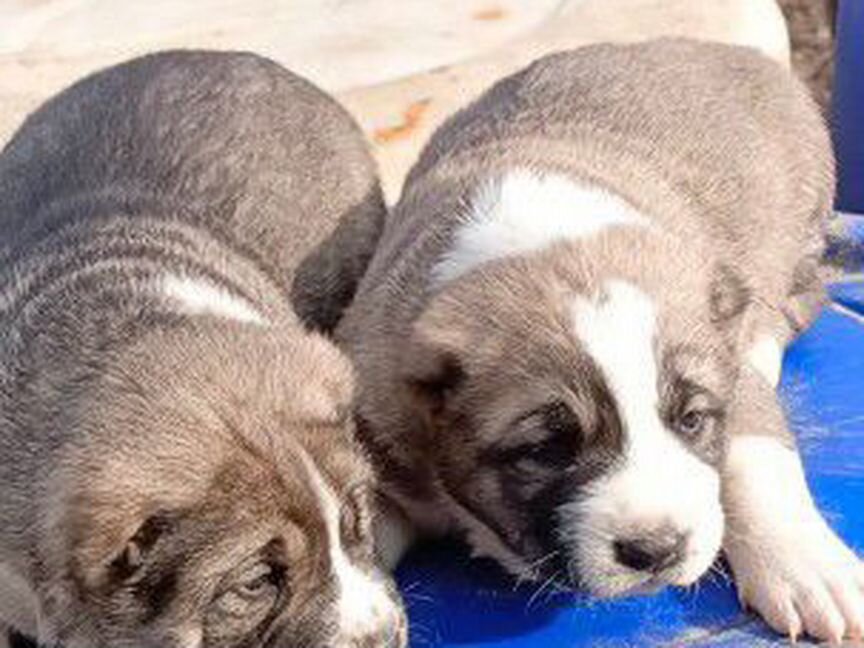 Среднеазиатская овчарка алабай