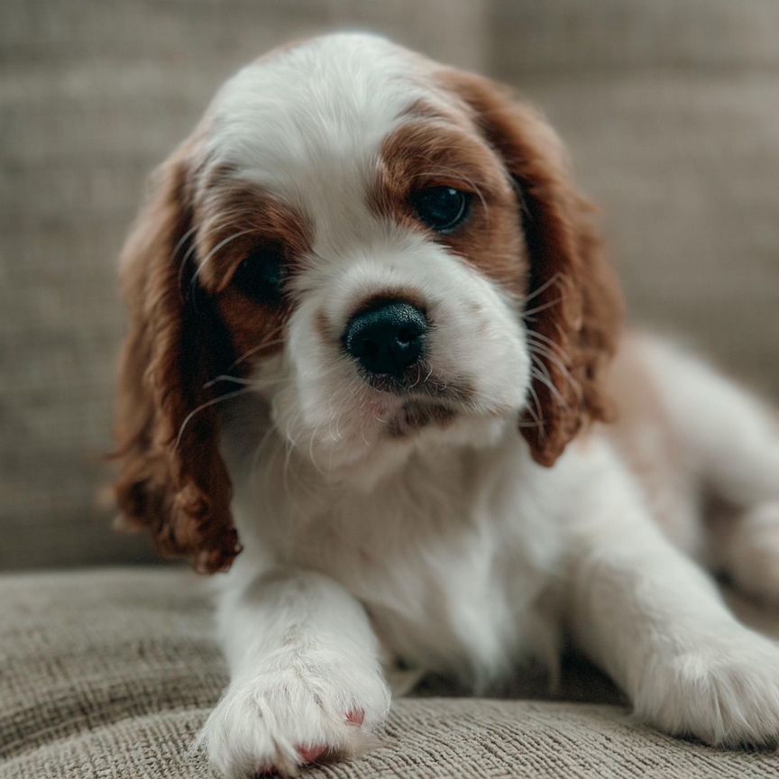 Мальчик ккчс