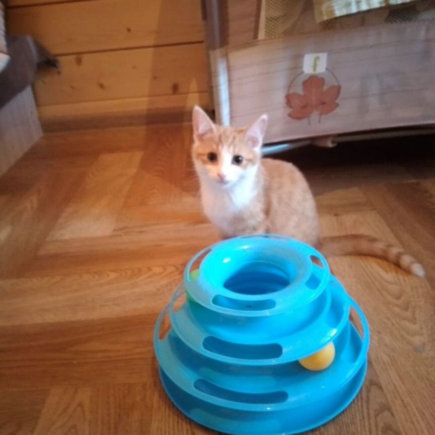 Котенок девочка