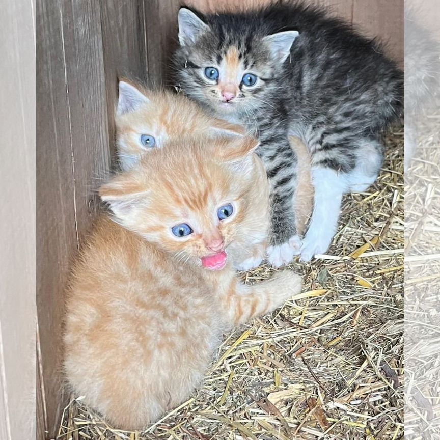 Котята в добрые руки