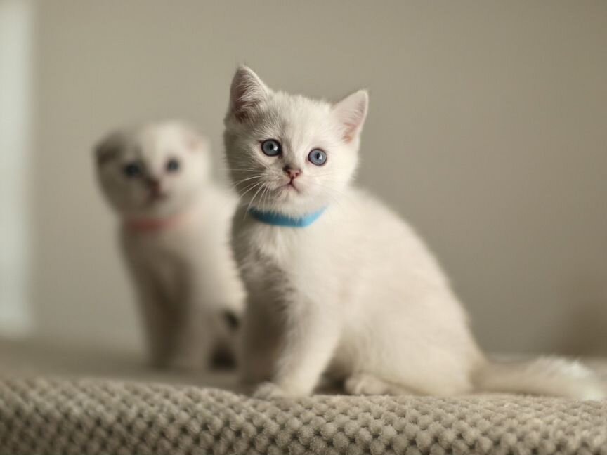 Шотландские вислоухие и прямоухие котята шиншилла