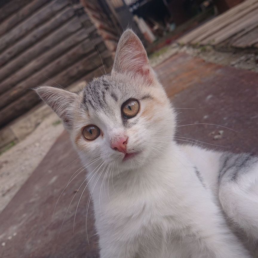 Котёнок котейка