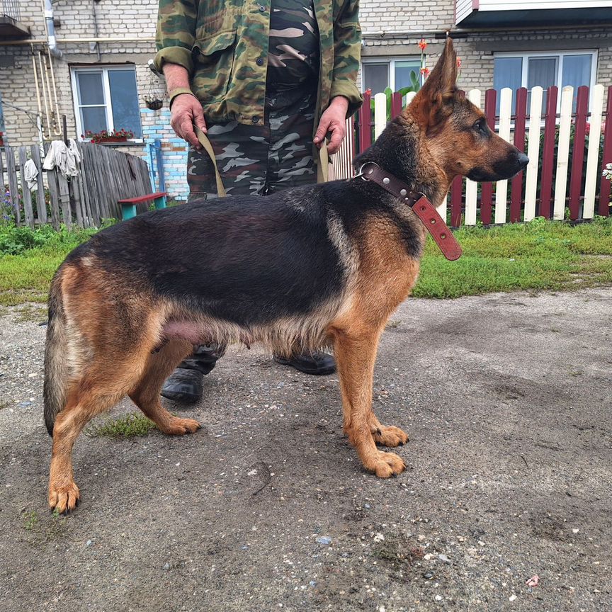 Немецкая овчарка