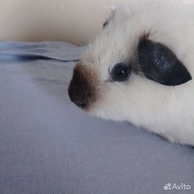 Отдаю бесплатно морскую свинку мальчика