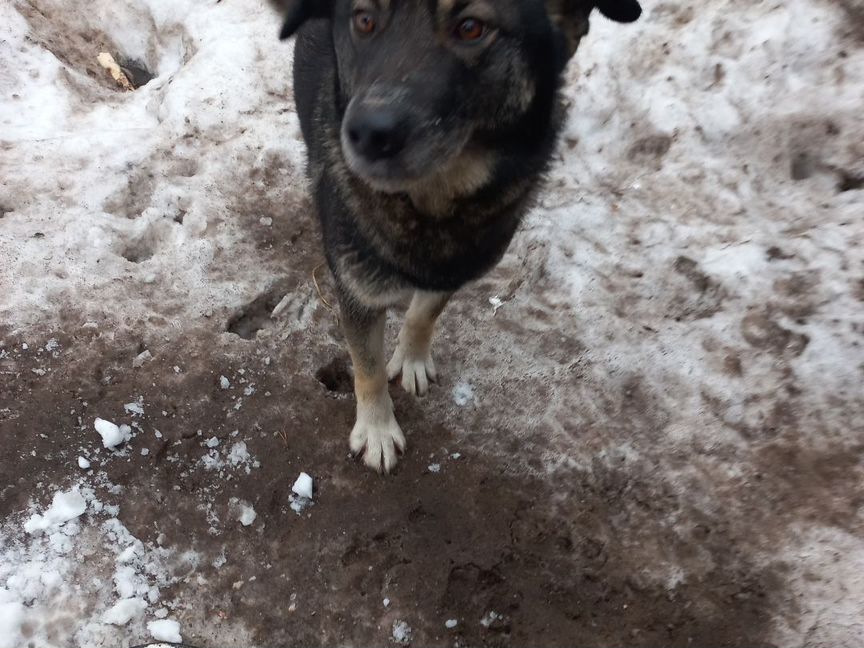 Собака бесплатно