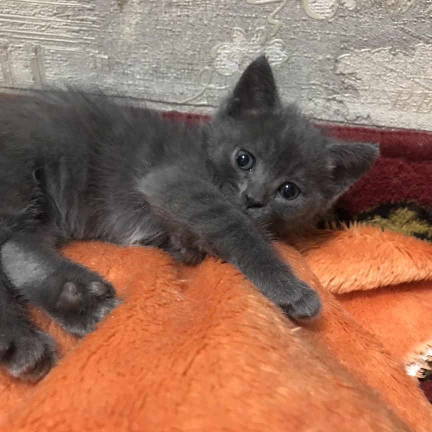 Котик