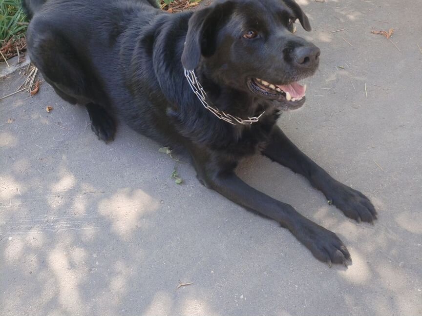 Отдам в добрые руки Лабрадора мальчик