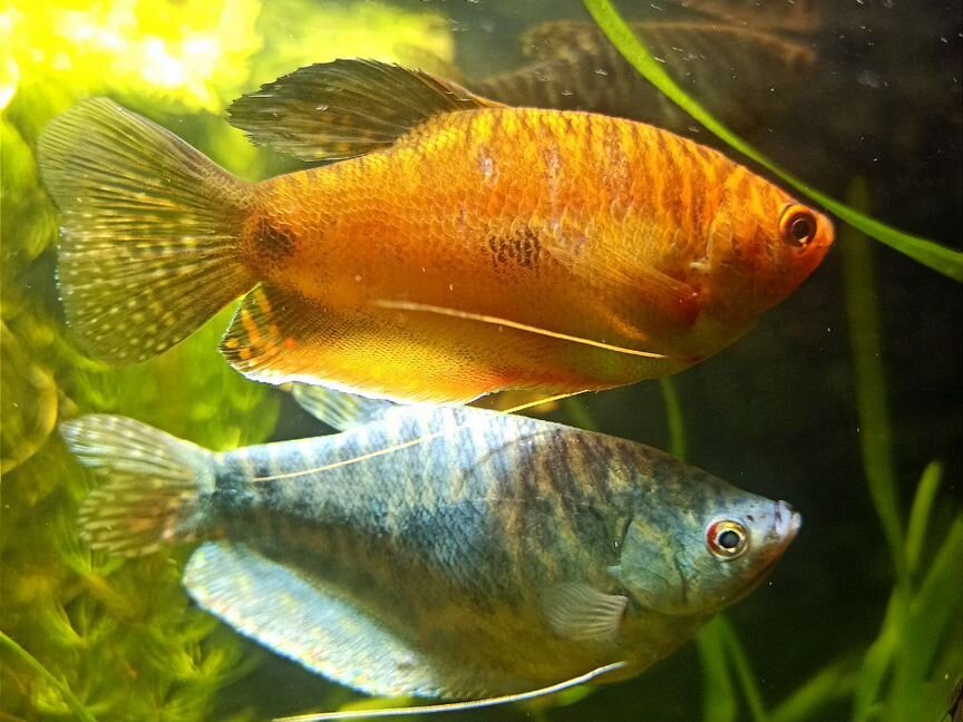 Гурами 4 шт (2 пары)