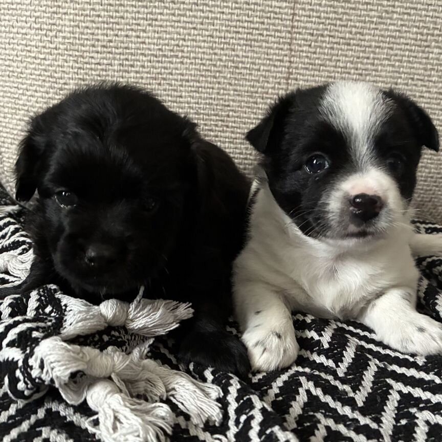 Чихуахуа, щенок