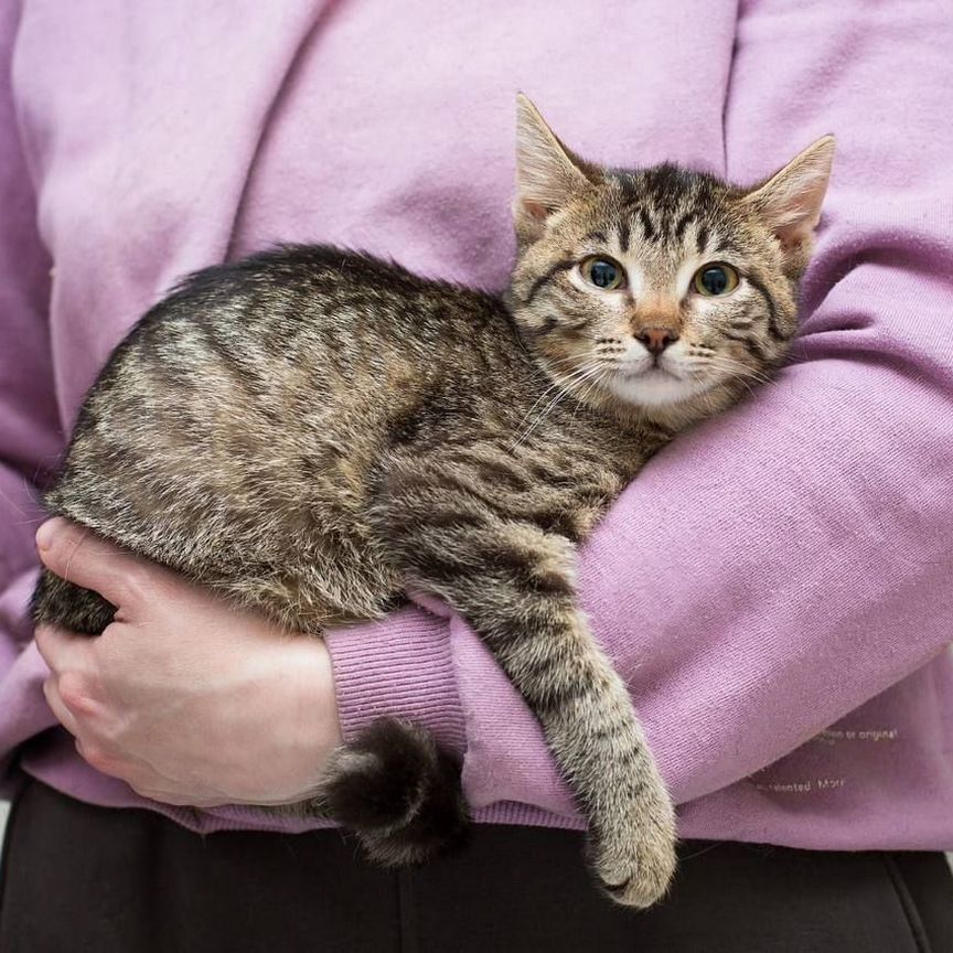 Котёнок ищет дом