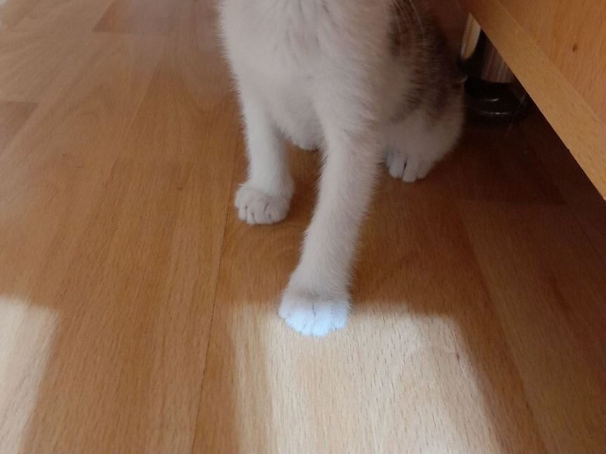 Котёнок