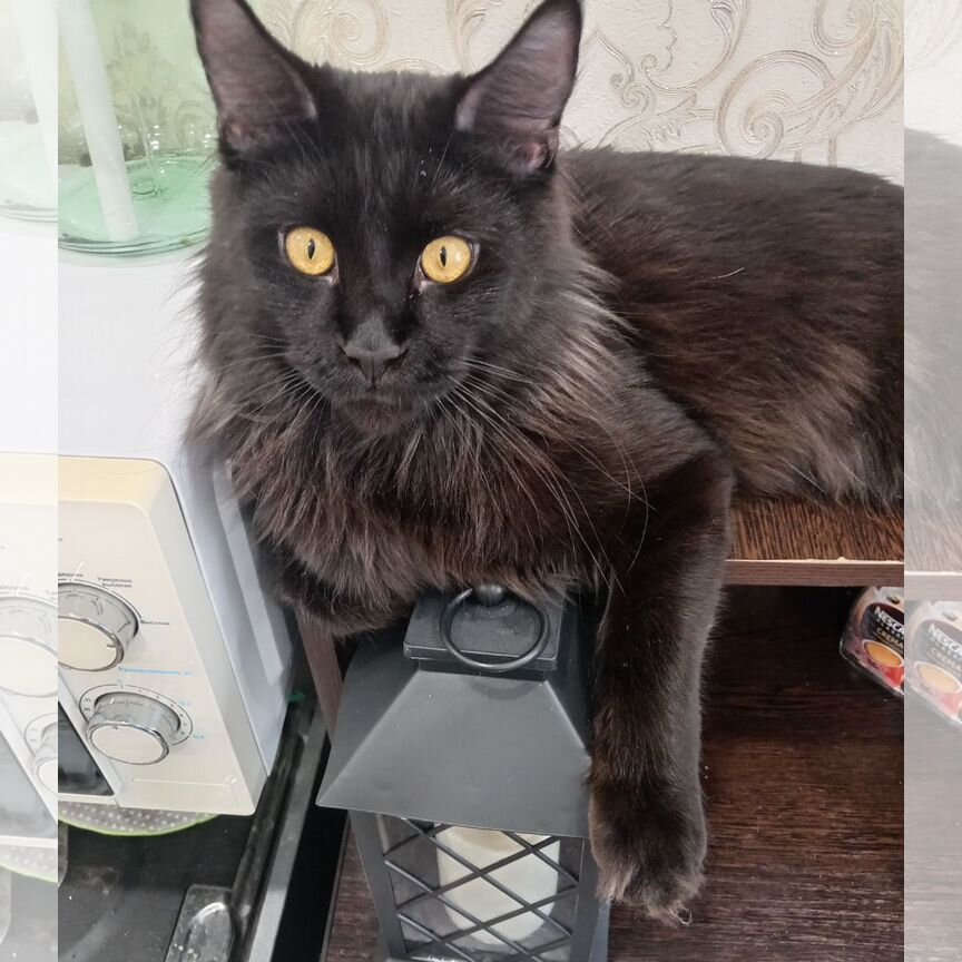 Кошки