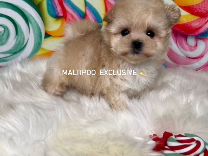 Настоящий Микро Мальтипу ф1 Бэби Фейс