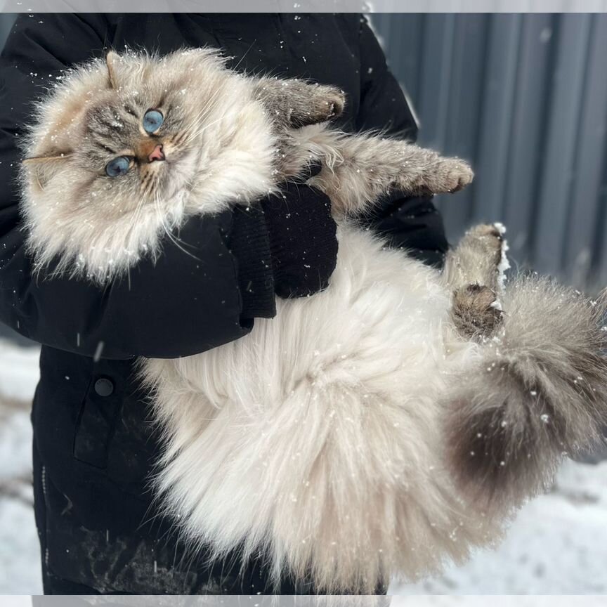 Невская маскарадная, взрослая кошка