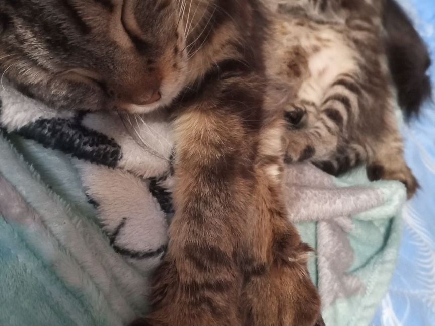 Котёнок девочка