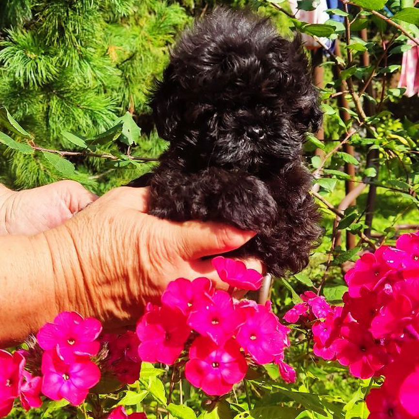 Щенки мальтипу мини