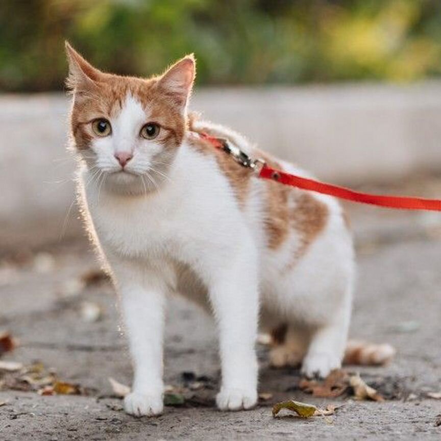 Она не знает что такое дом