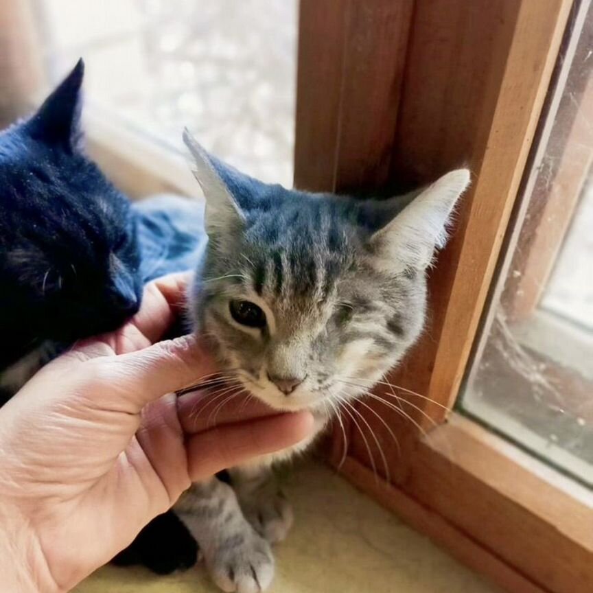 Котята в добрые руки особенный мальчик