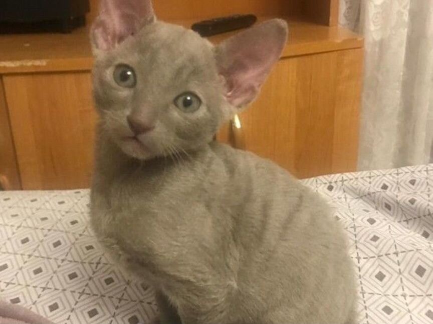 Котята корниш-рекс
