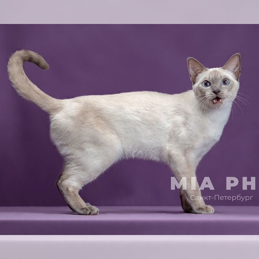 Тайская, взрослая кошка