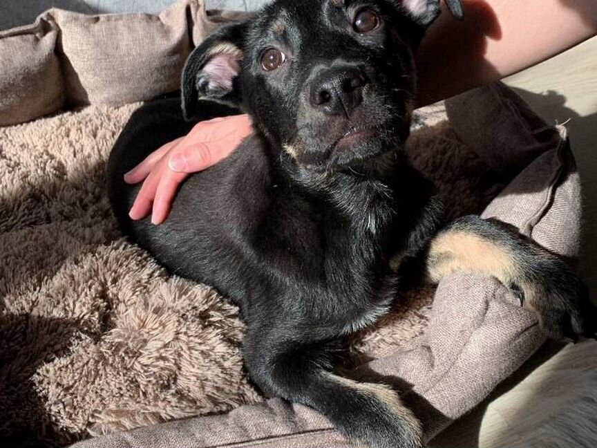 Хорош собой настолько, что сияет