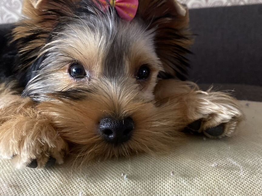 Йоркширский терьер щенки бесплатно