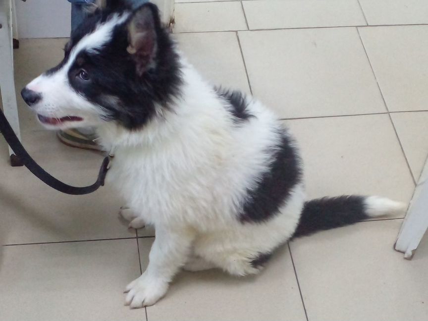 Милый мальчик ищет дом (с оплатой проживания)