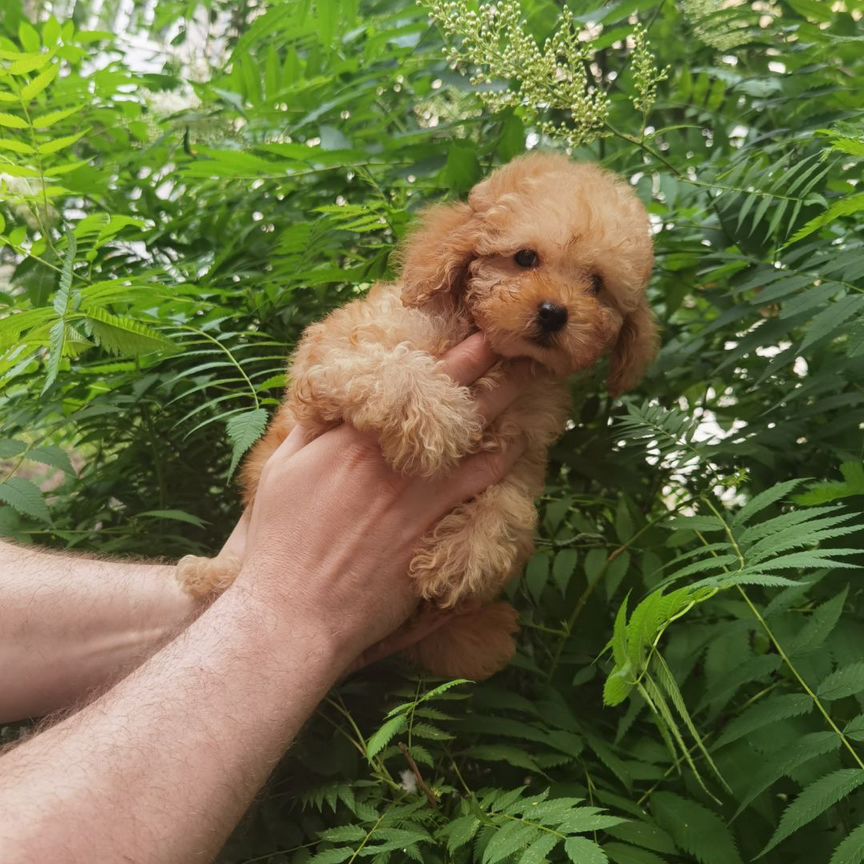 Мальтипу девочка карамелька