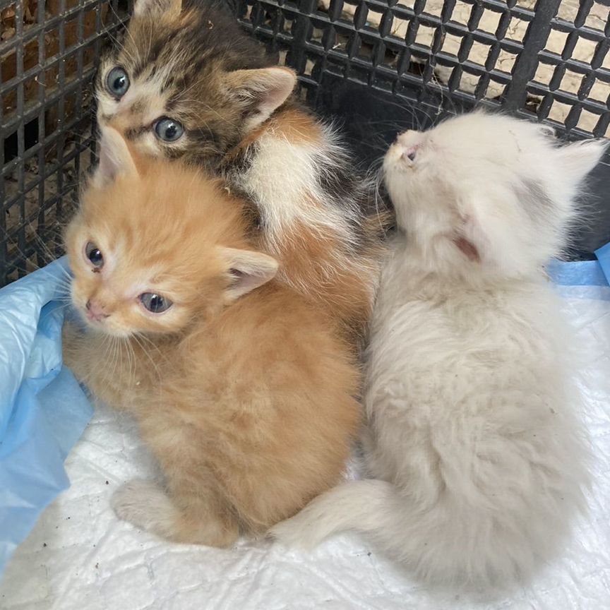 Котята в добрые руки