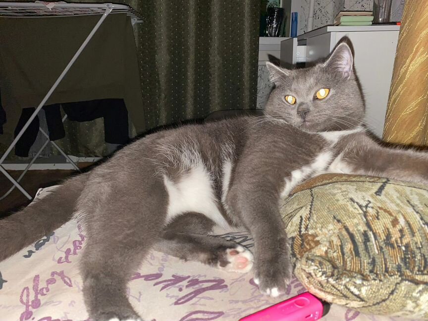 Кот в добрые руки