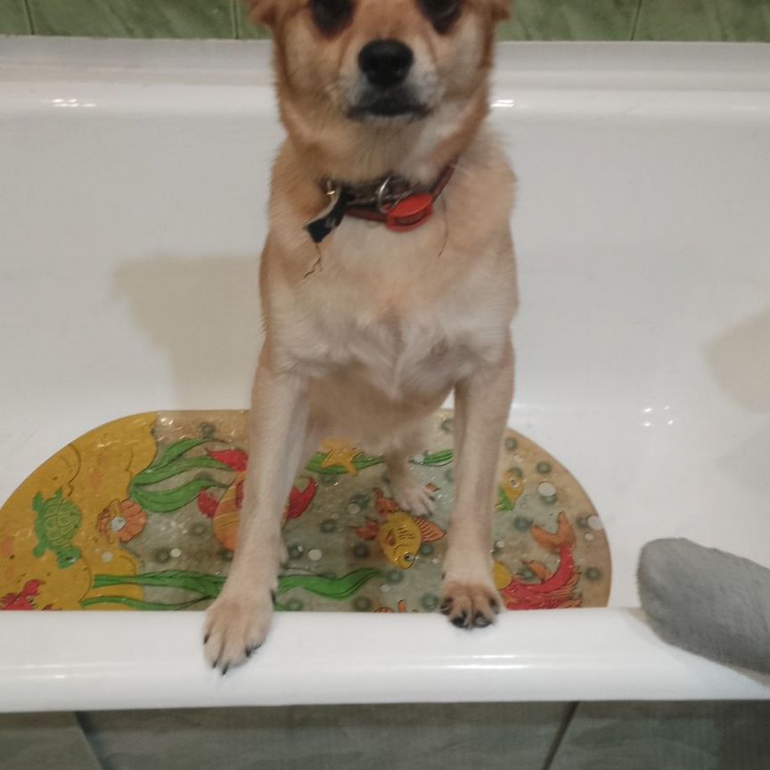 Отдам в добрые руки