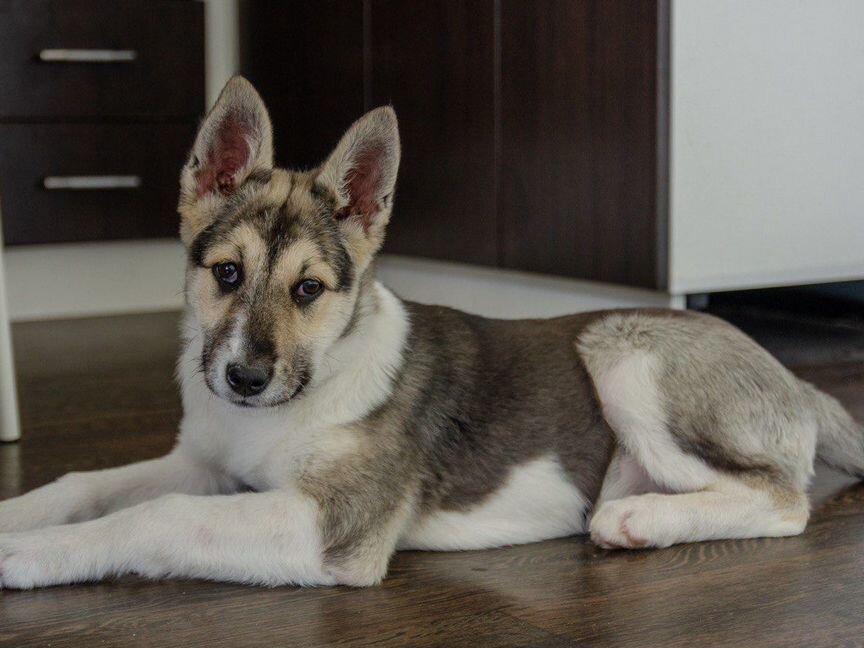 Щенок девочка