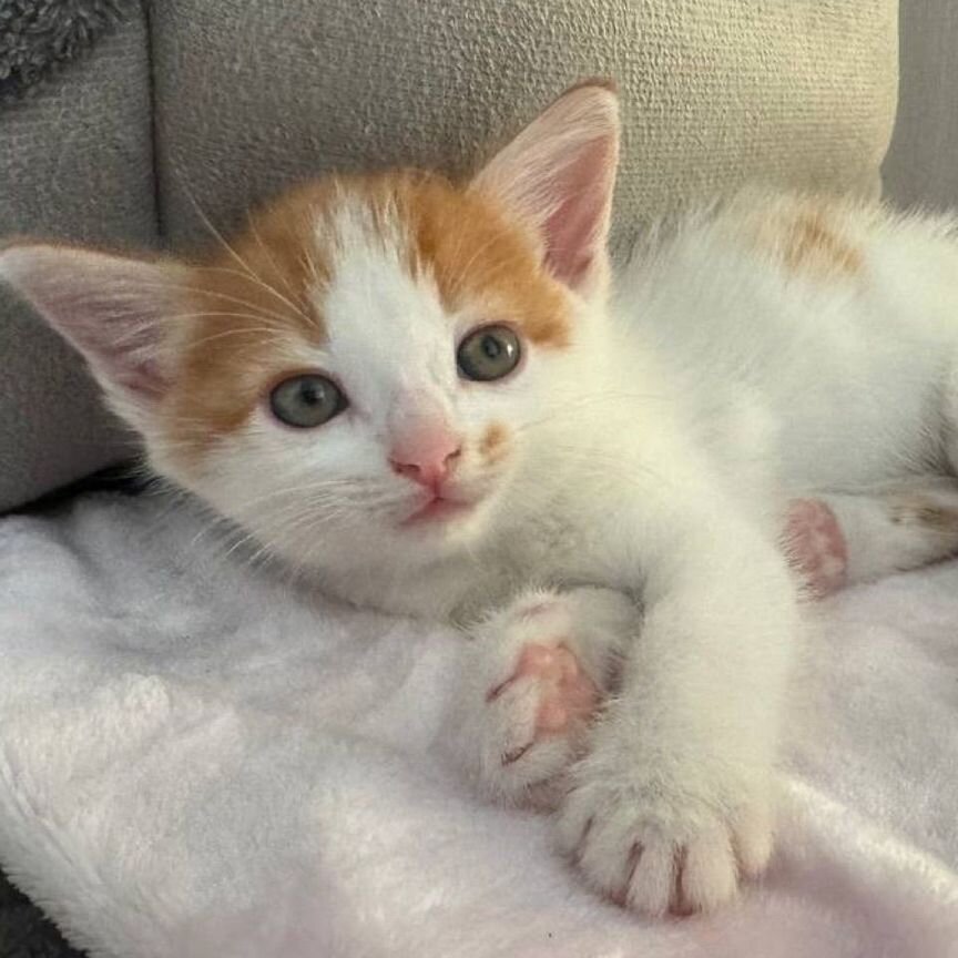 Сладкий котенок ищет дом