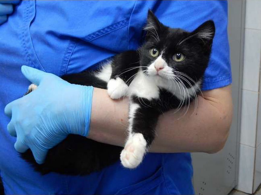 Котенок бесплатно