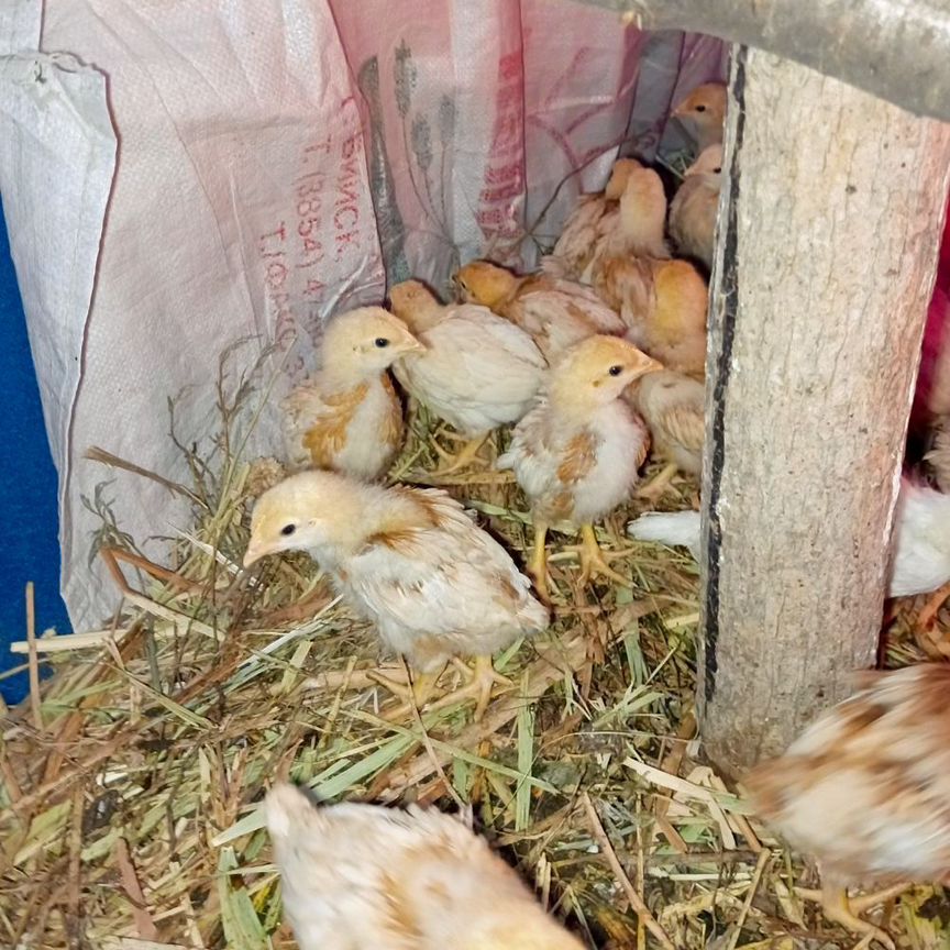 Продаю цыплят Ломан браун-здоровые и активные