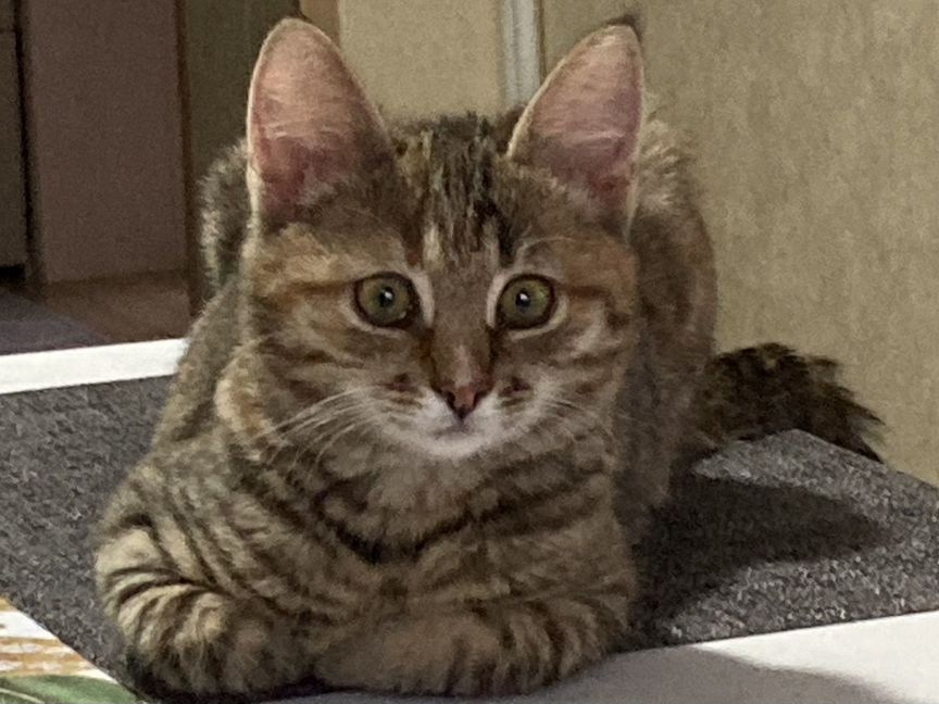 Очень симпатичные котейки