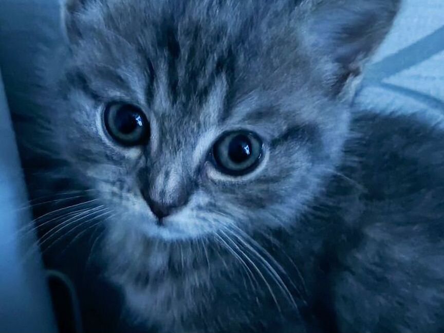 Кошка