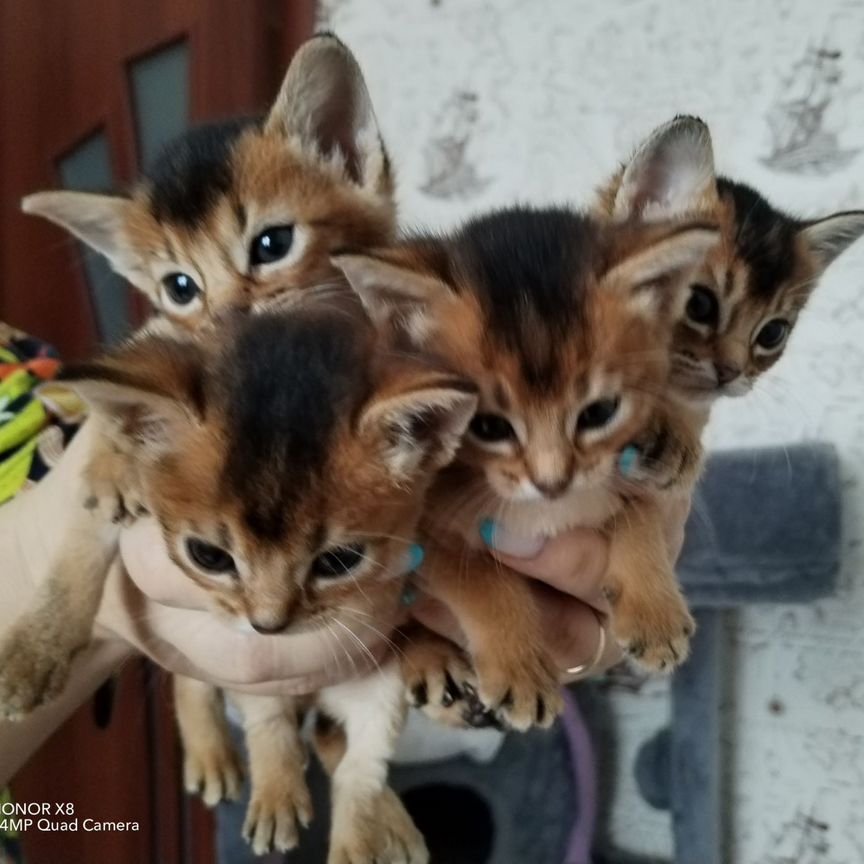 Абиссинский котёнок
