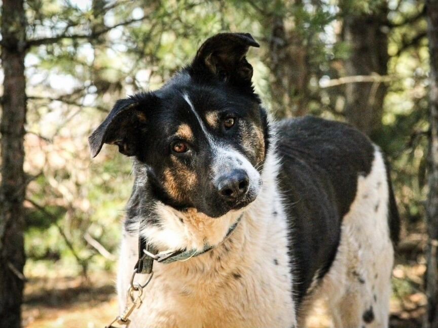 Собака Марта