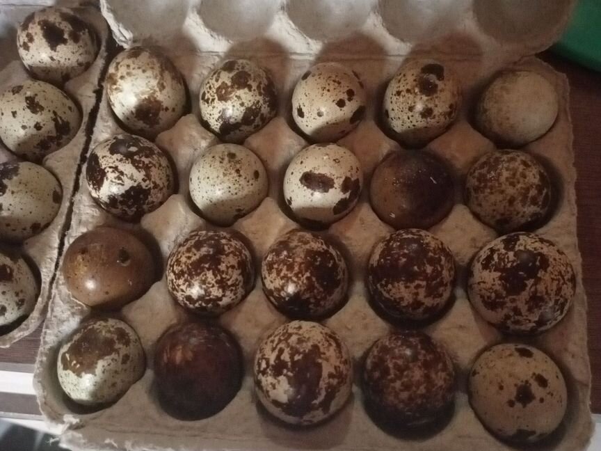 Яйца перепелиные